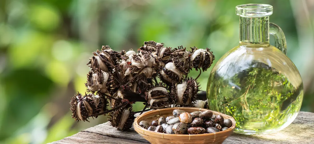 Eranda Taila: Castor Oil Benefits + Ayurvedic Uses Of Castor Oil