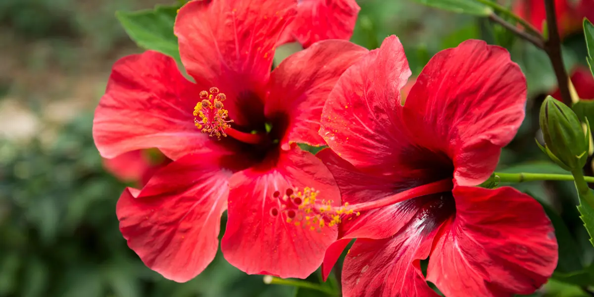Ayurveda on Amazing Benefits of Hibiscus for Skin and Hair