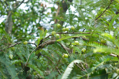 Amalaki: The Ancient Indian Fruit With Powerful Health Benefits