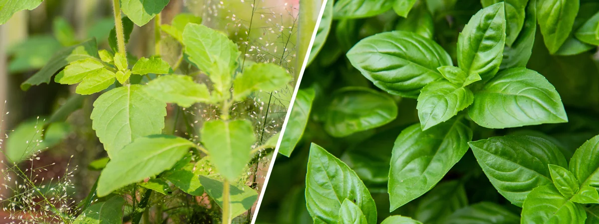 Tulsi vs. Basil: What’s the Difference?